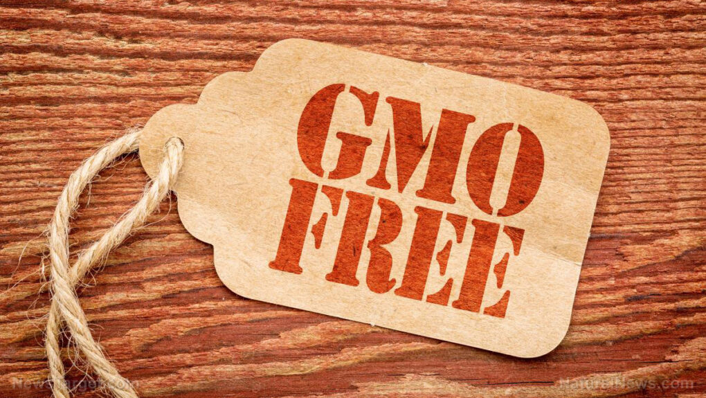 Appeals court rules USDA erred in excluding certain GMO foods from ...